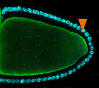 In Development this week (Vol. 138, Issue 12) - the Node