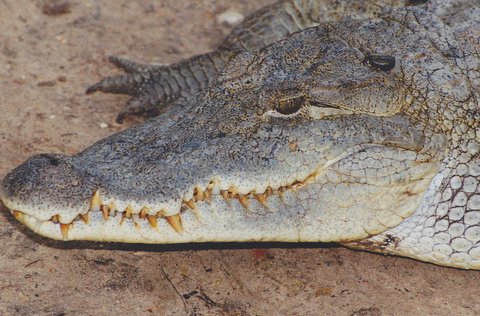 Crocodile heads teach us a cracking lesson - the Node