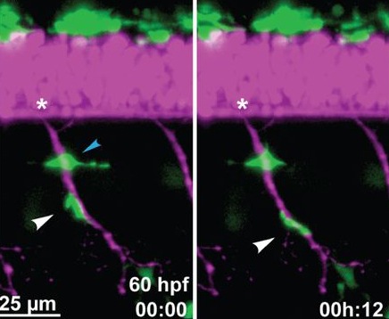 Stripes and Stem Cells - the Node