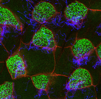 In Development this week (Vol. 140, Issue 20) - the Node