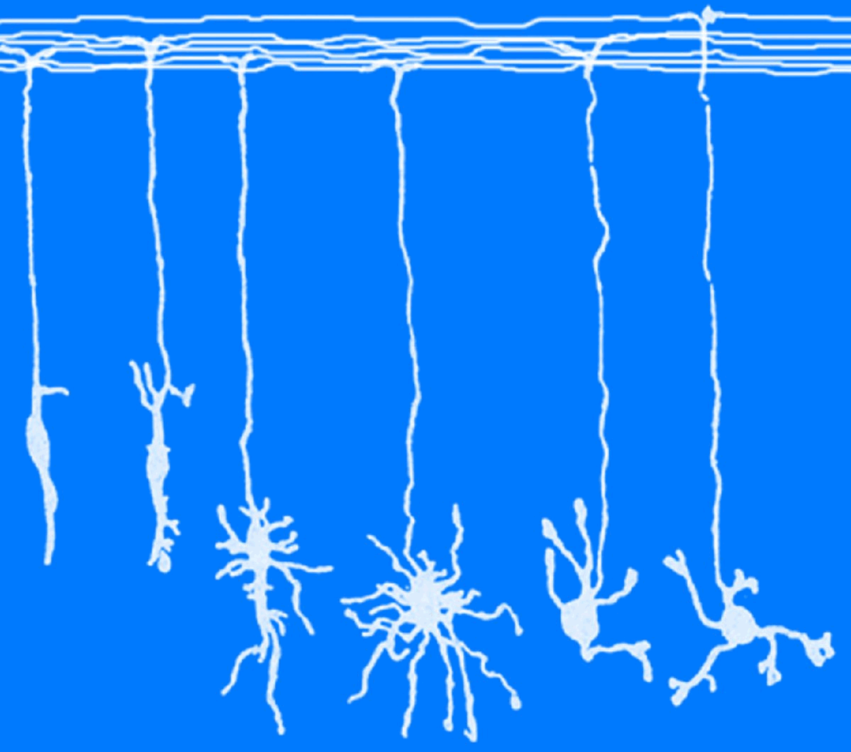 In Development this week (Vol. 140, Issue 23) - the Node