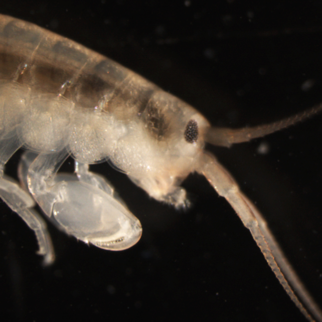 Approaching limb regeneration in an emerging model crustacean - the Node