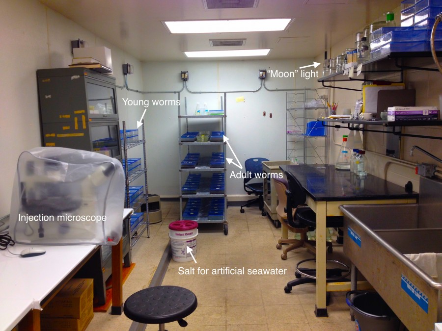 A day in the life of a Platynereis dumerilii lab - the Node