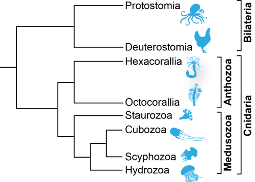 A day in the life of a cnidarian lab - the Node