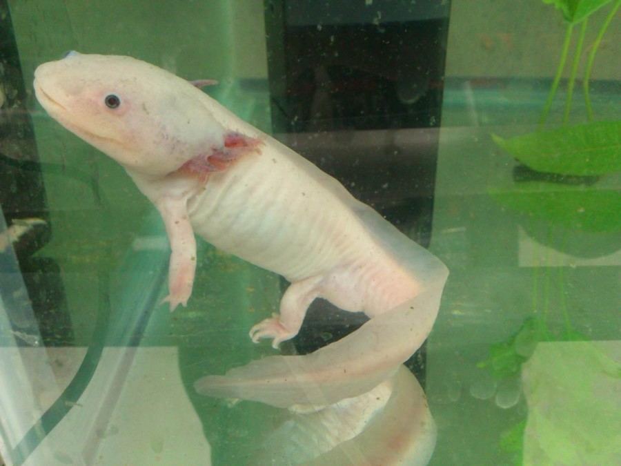 A day in the life of an Axolotl lab - the Node