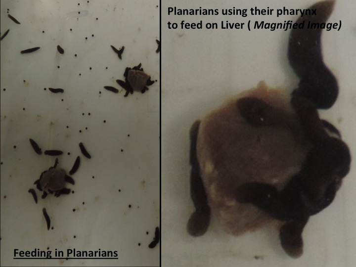 A day in the life of a Planarian lab - the Node