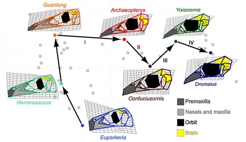 How The Bird Got Its Beak - the Node