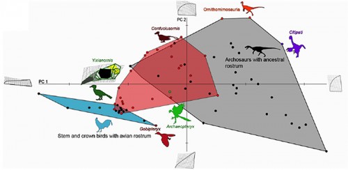 How The Bird Got Its Beak - the Node