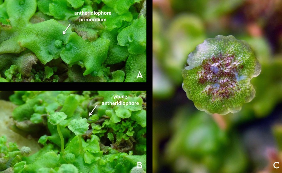 A day in the life of a Marchantia lab - the Node