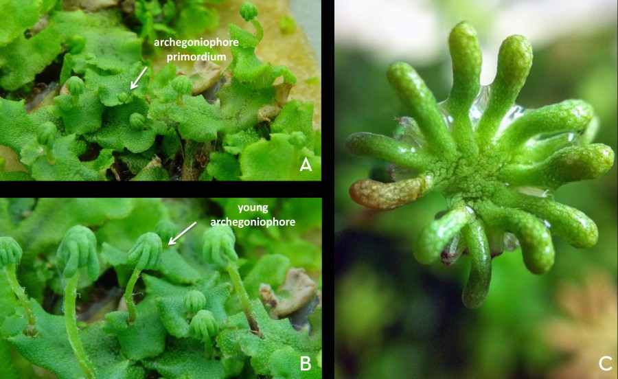 A day in the life of a Marchantia lab - the Node