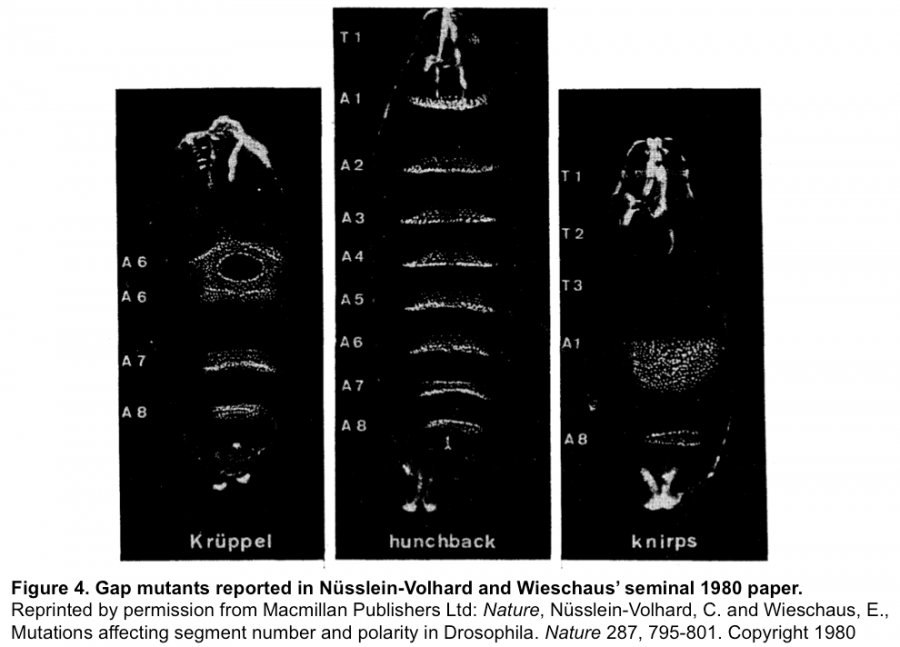 Molecular Control of Embryonic Development - the Node