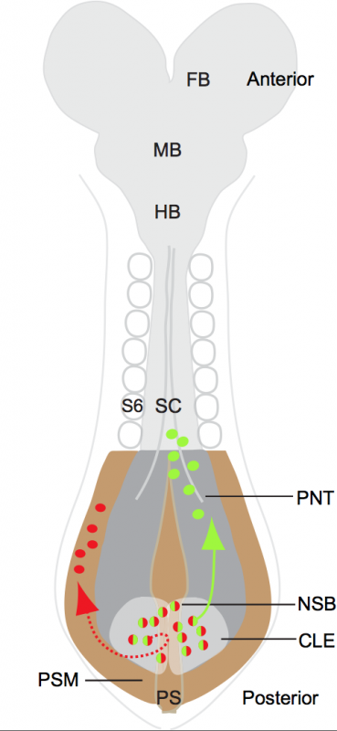 In Development this week (Vol. 142, Issue 17) - the Node