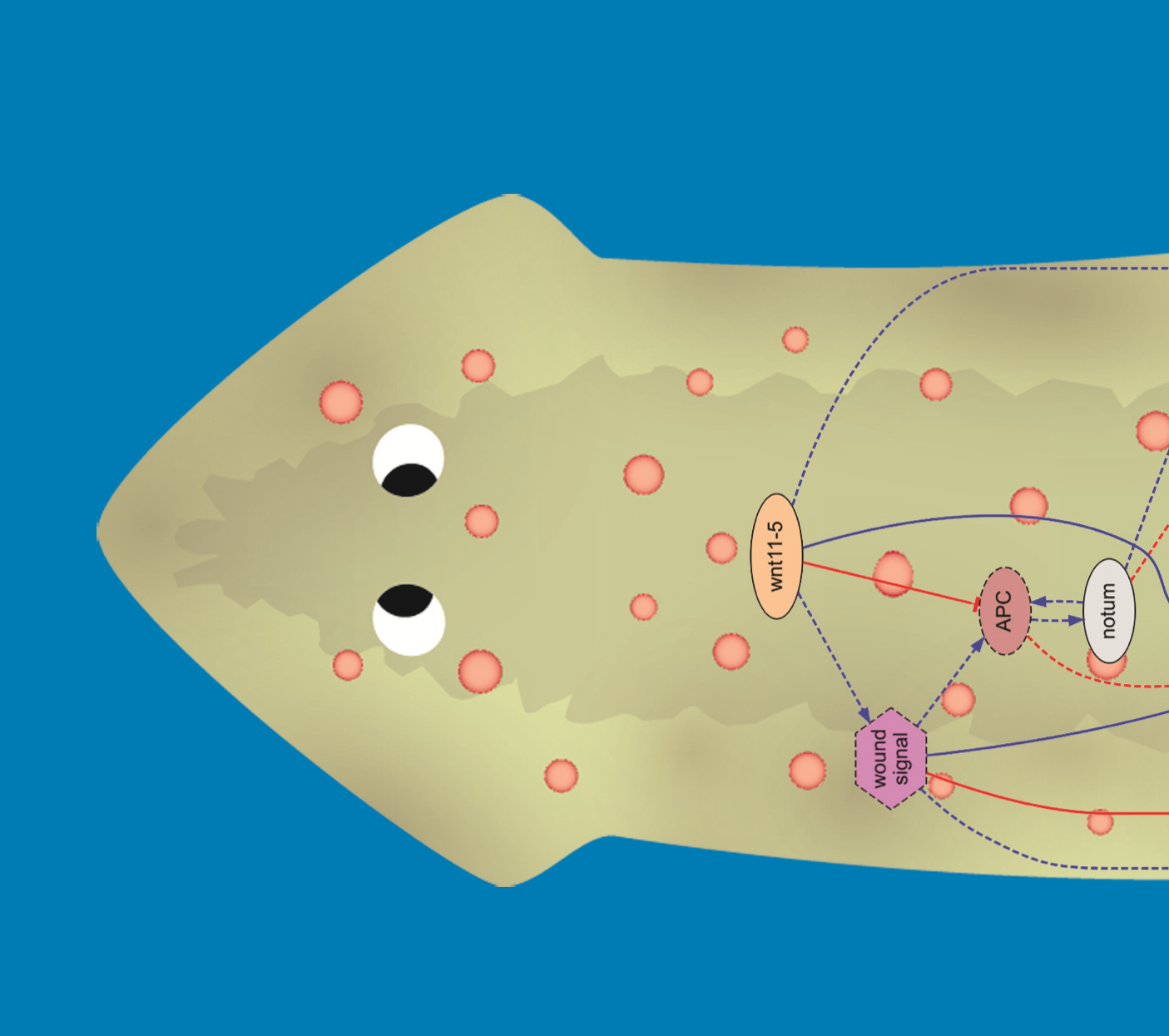 Computing the worm: artificial intelligence approaches to planarian ...