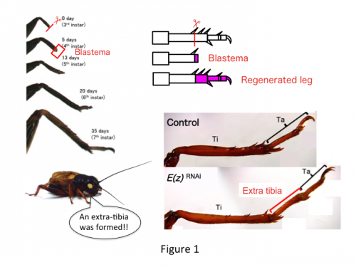 Cricket Leg Regeneration: Histone Modification Matters - the Node
