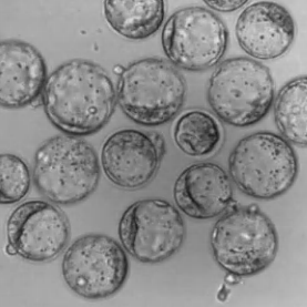 Time-Lapse Recording of Pre-Implantation Mouse Development - the Node