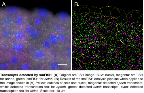 FISHing fish - the Node