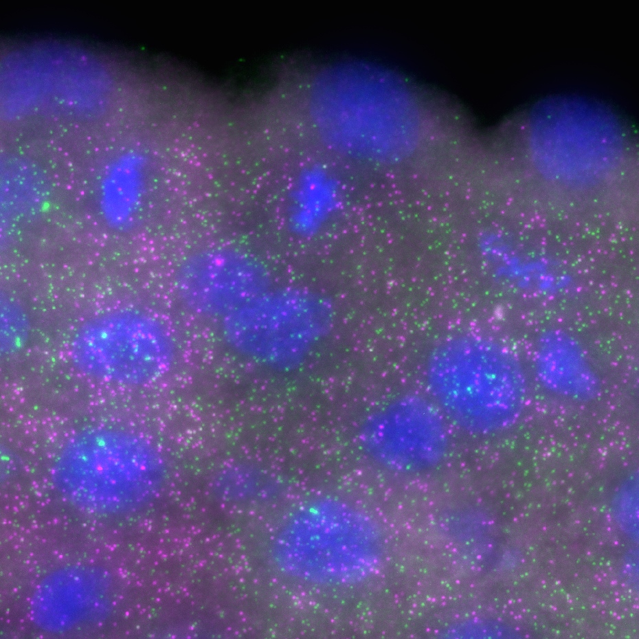 FISHing fish - the Node