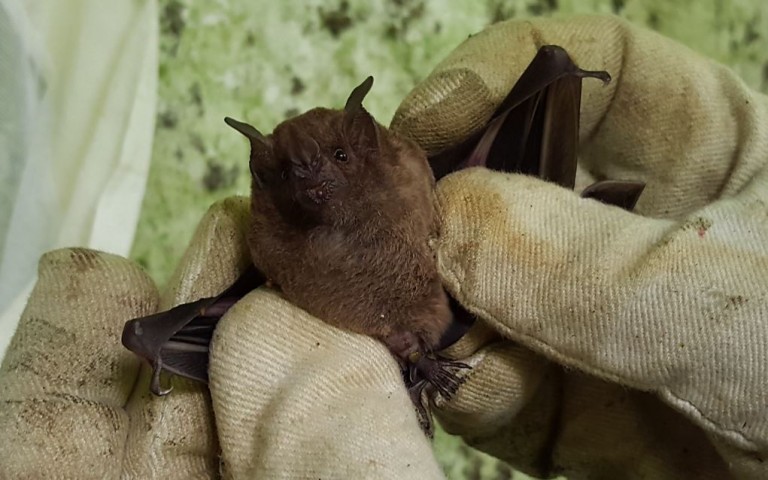 A Day in the Life of a Bat Lab - the Node