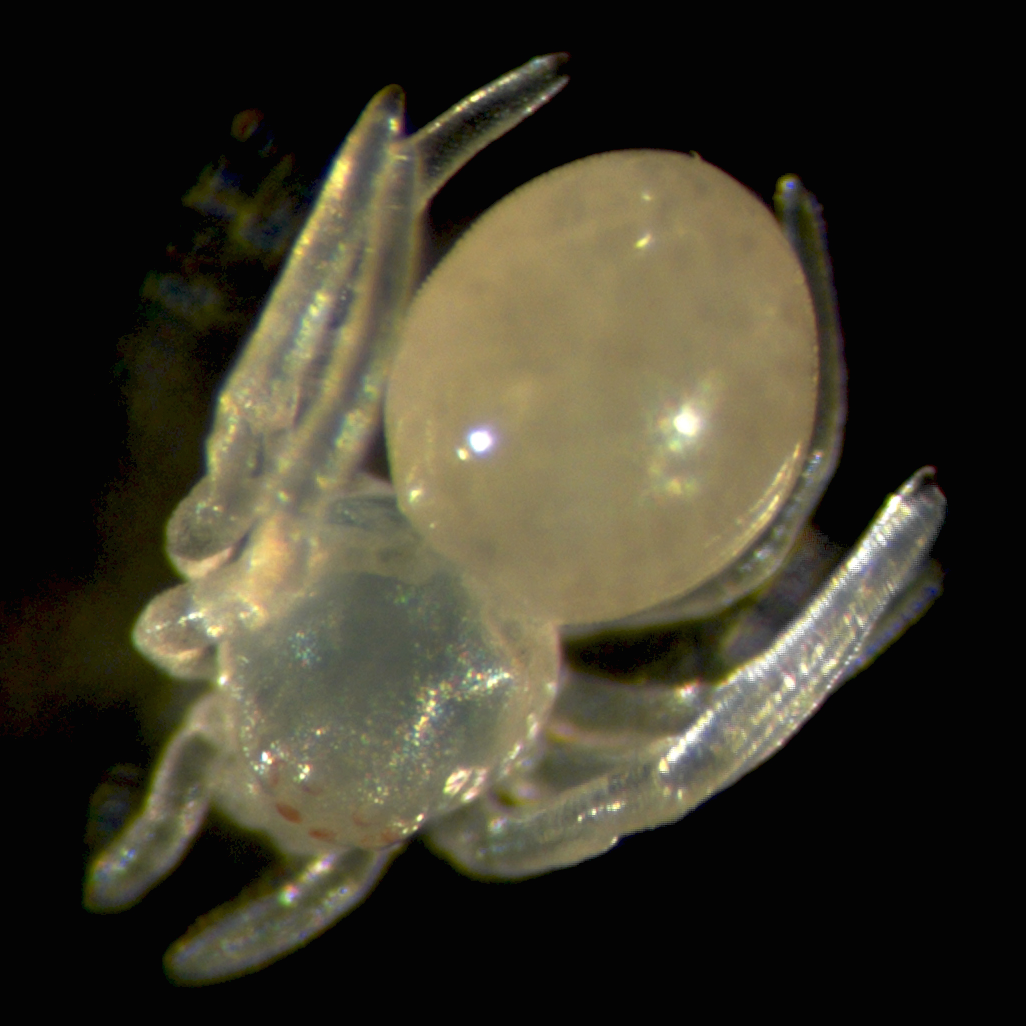 A day in the life of a Spider Lab - the Node