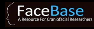 FaceBase: An online resource for craniofacial research - the Node