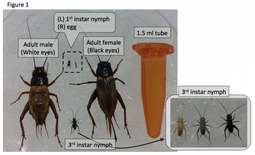 A day in the life of a cricket lab - the Node