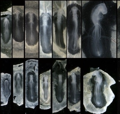 Patterning in scale: a lesson from avian embryos - the Node