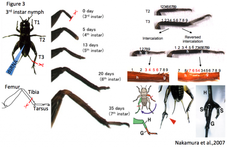 A day in the life of a cricket lab - the Node
