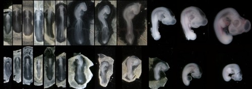 Patterning in scale: a lesson from avian embryos - the Node
