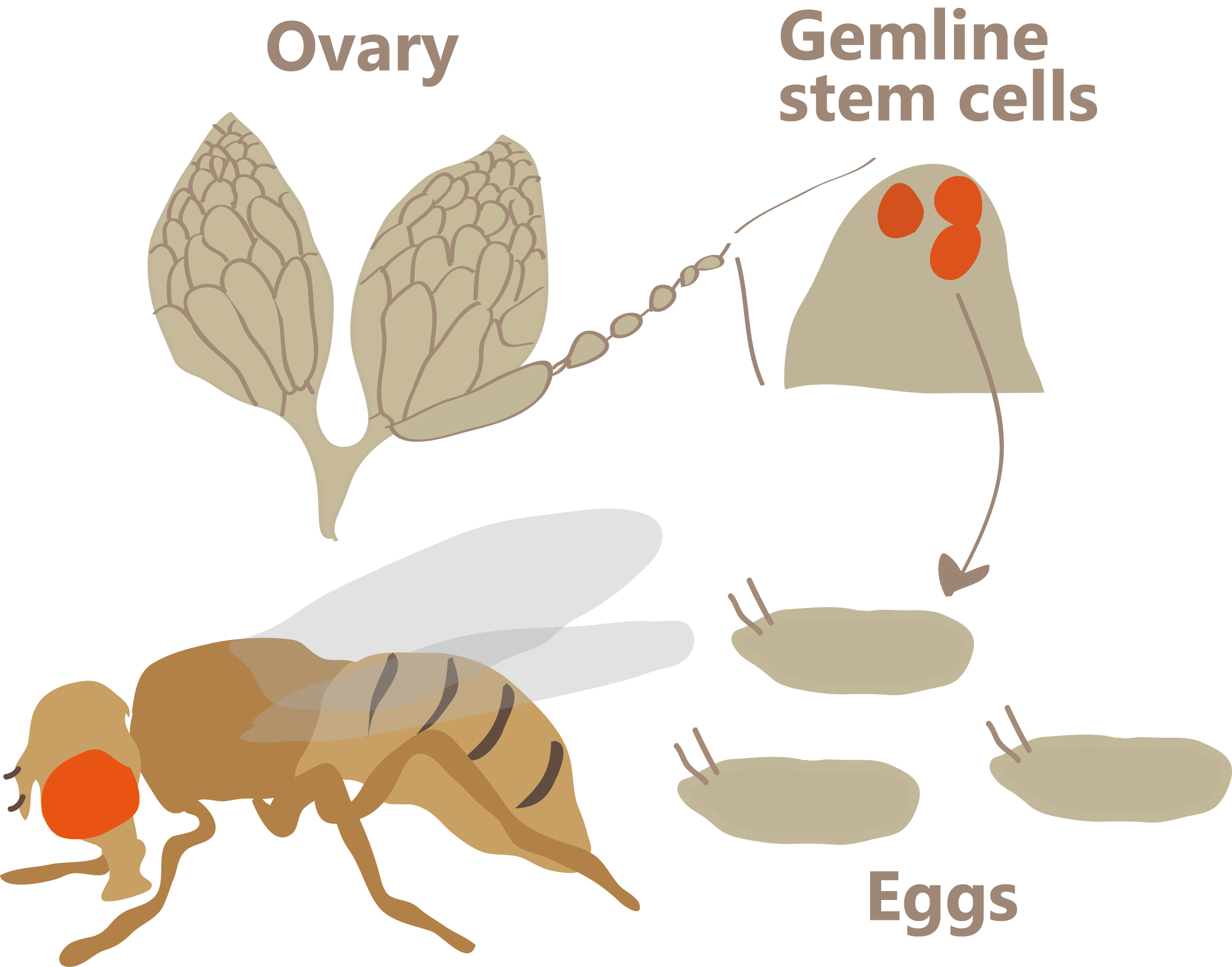 A new role of an insect steroid hormone: The link between mating and ...