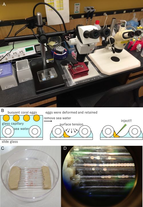 A Day in the Life of a Coral Lab - the Node