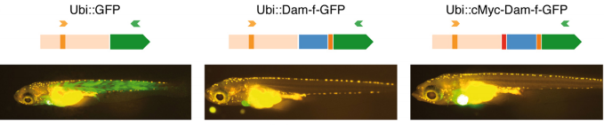 In Development this week (Vol. 143, Issue 22) - the Node