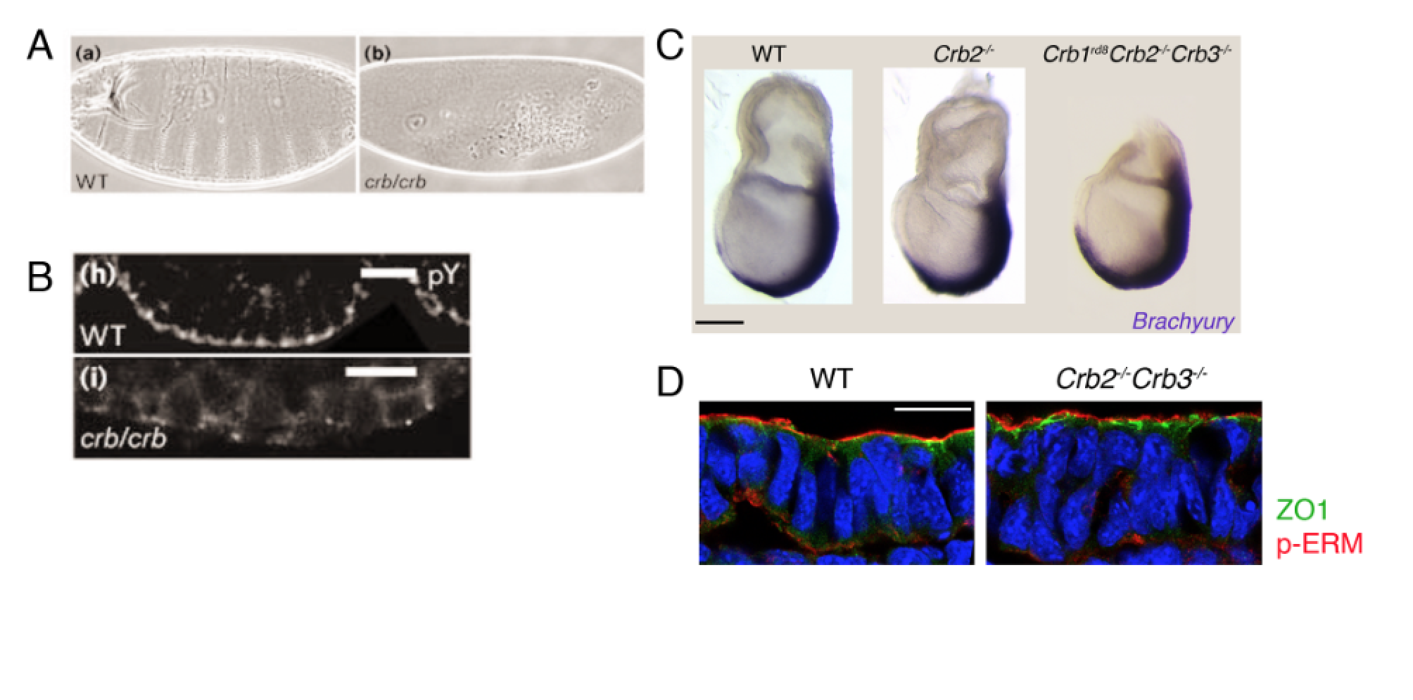 A Crumby affair: Cell ingression during gastrulation - the Node