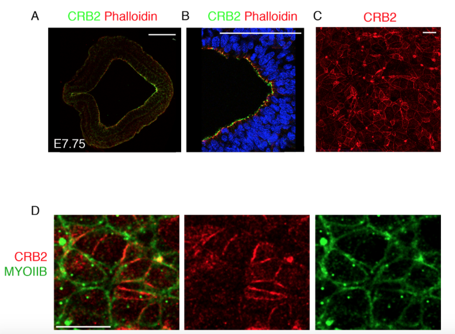 A Crumby affair: Cell ingression during gastrulation - the Node