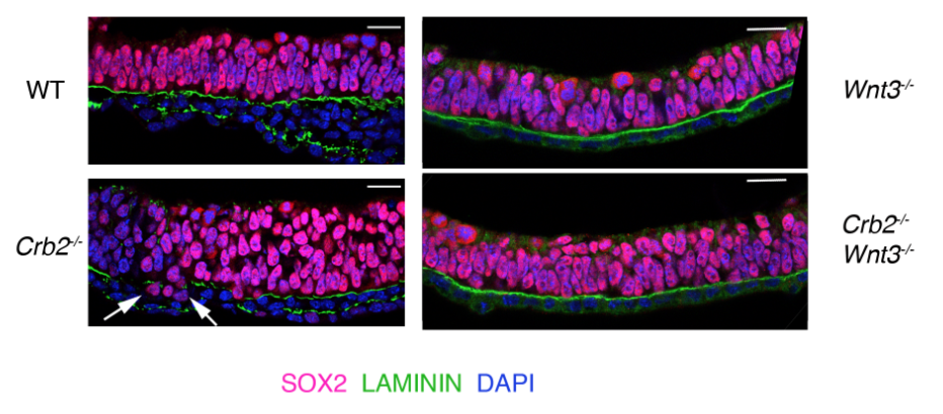 A Crumby affair: Cell ingression during gastrulation - the Node