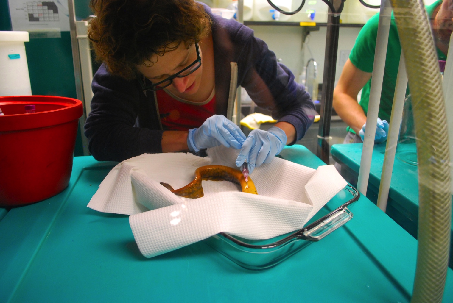 A CoB-assisted adventure in lamprey embryology - the Node