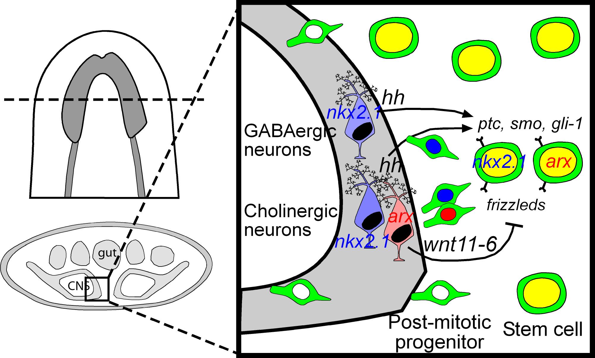 A fine balance: tuning adult neurogenesis in the freshwater planarian ...