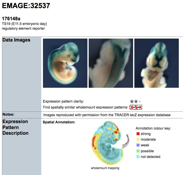 Transposons in Embryo Space – TRACER maps in EMAGE - the Node