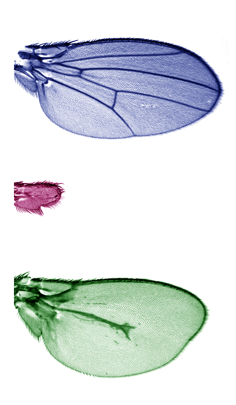 The Drosophila fly brings to light the role of morphogens in limb ...