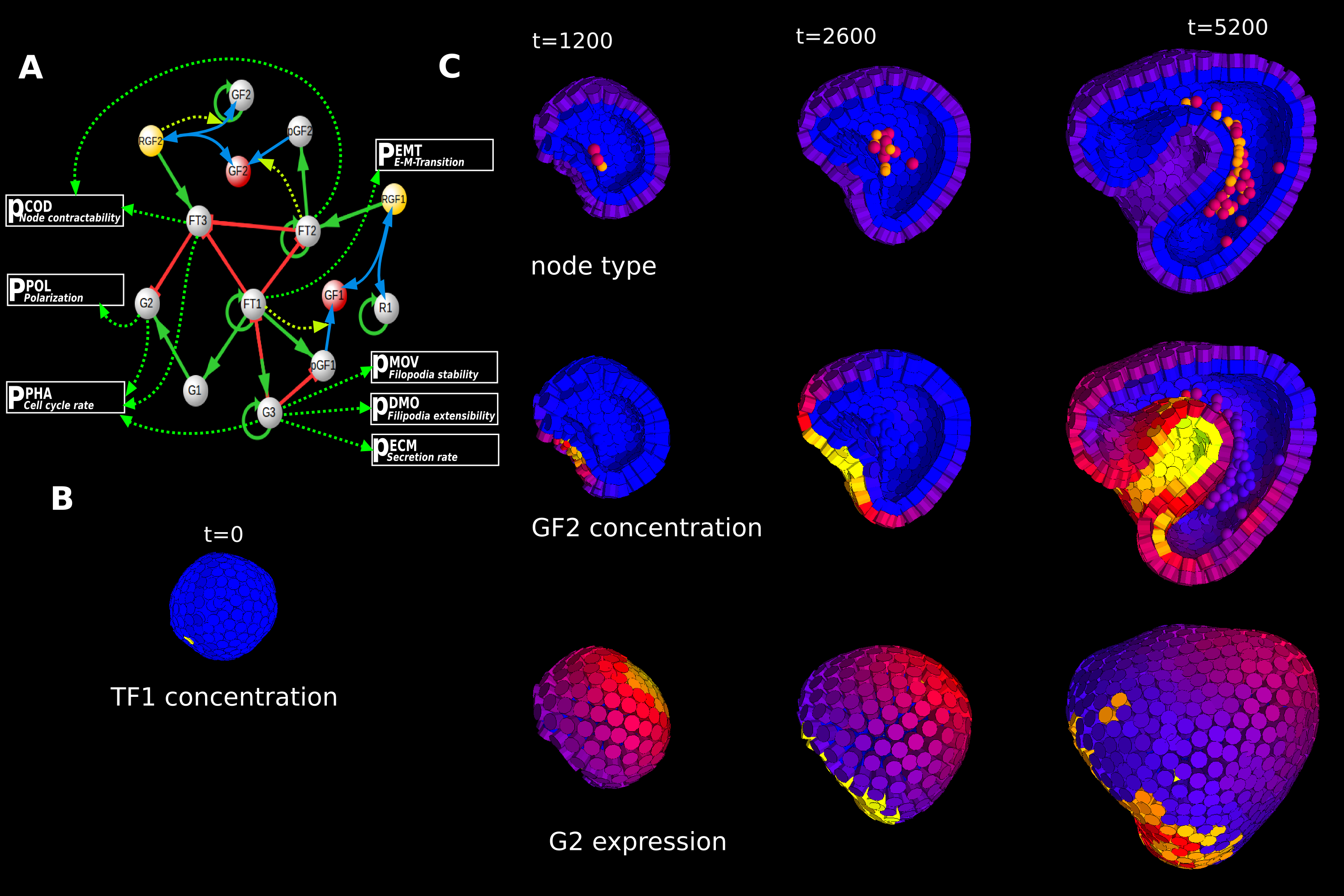 Post-doc in mathematical modeling on phenotypic evolution and embryonic ...