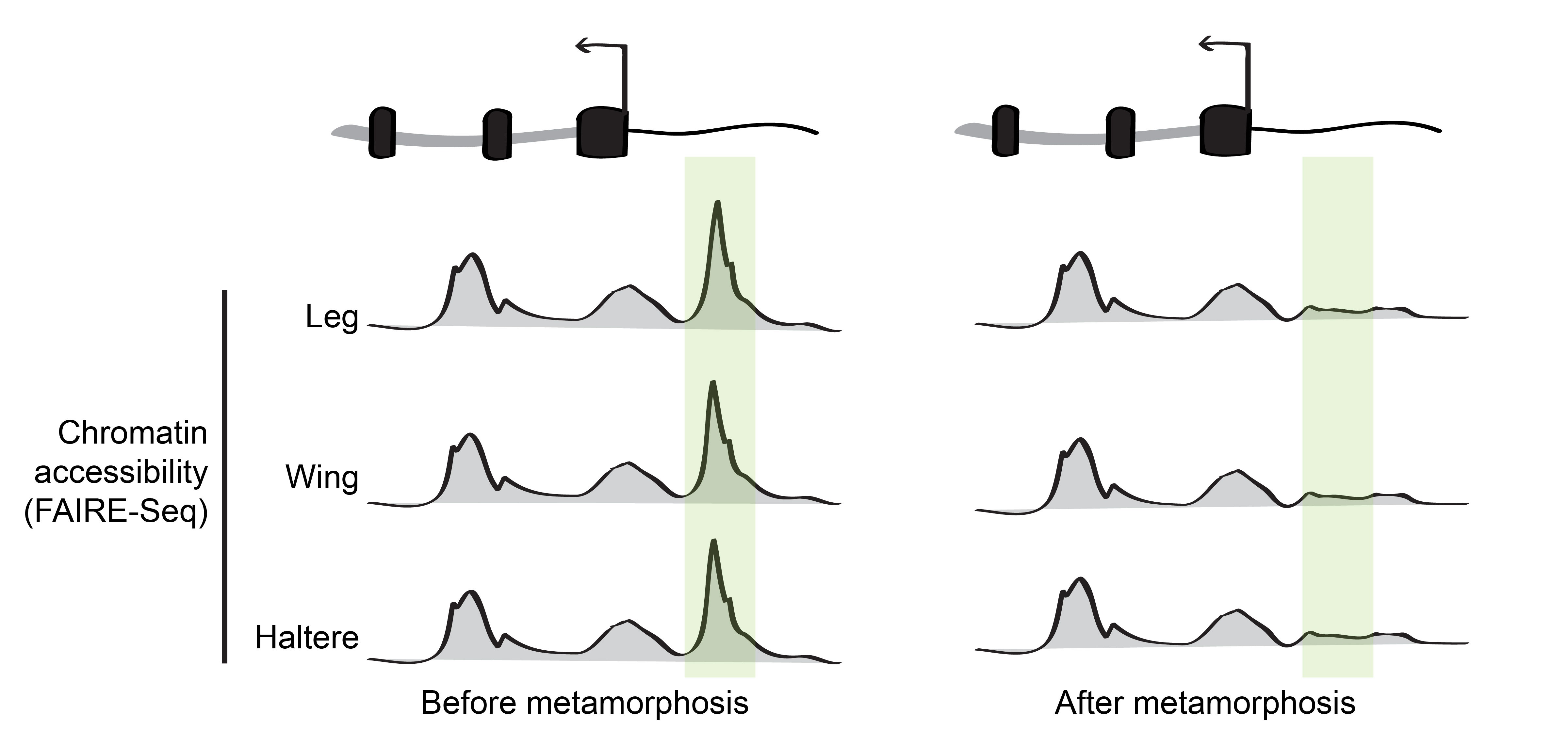 Making time matter: how hormone pulses direct chromatin accessibility ...