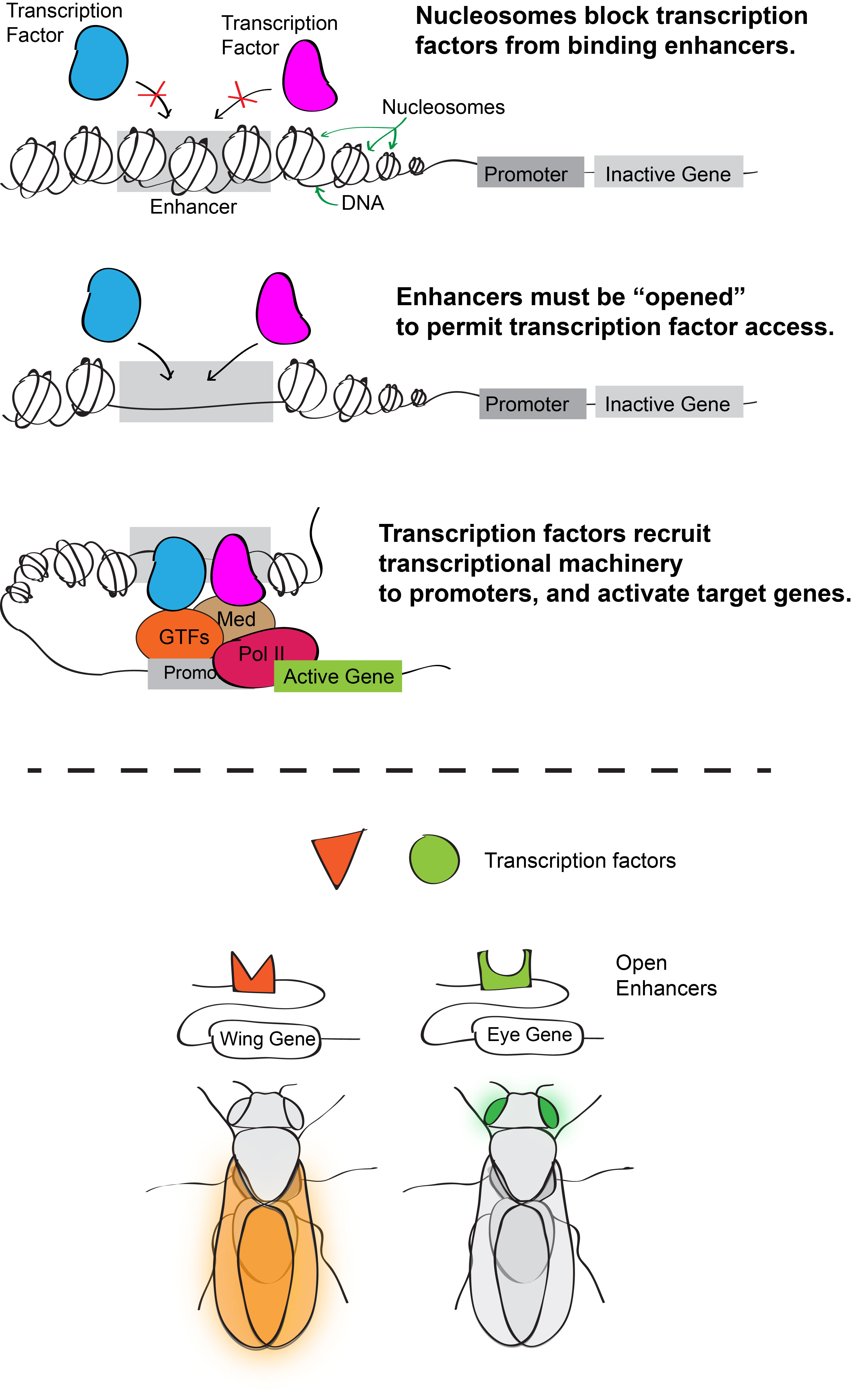 Making time matter: how hormone pulses direct chromatin accessibility ...