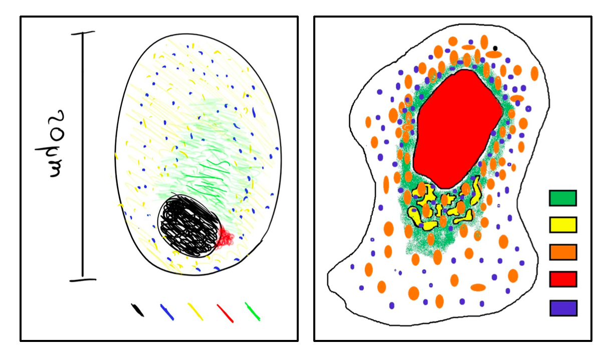 See for yourCelLf - the Node