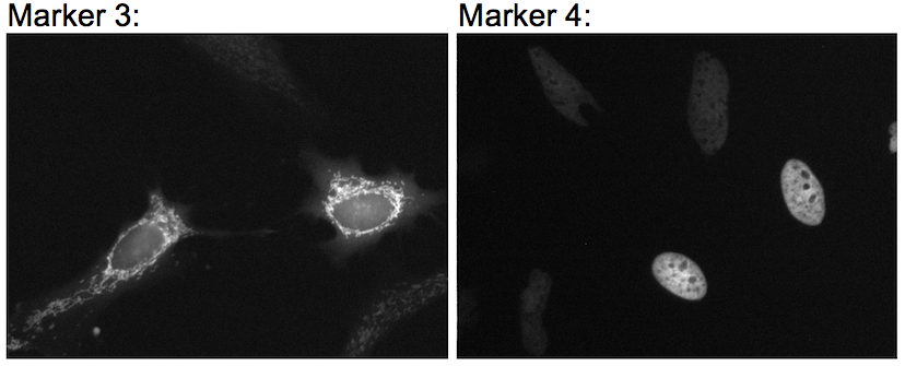 See for yourCelLf - the Node