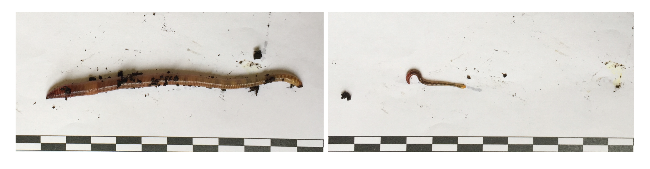Scales in scientific images - the Node