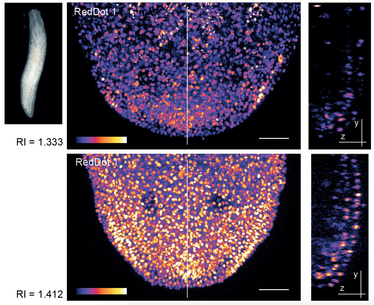 A case for beer – or – what a density gradient medium can do for your ...