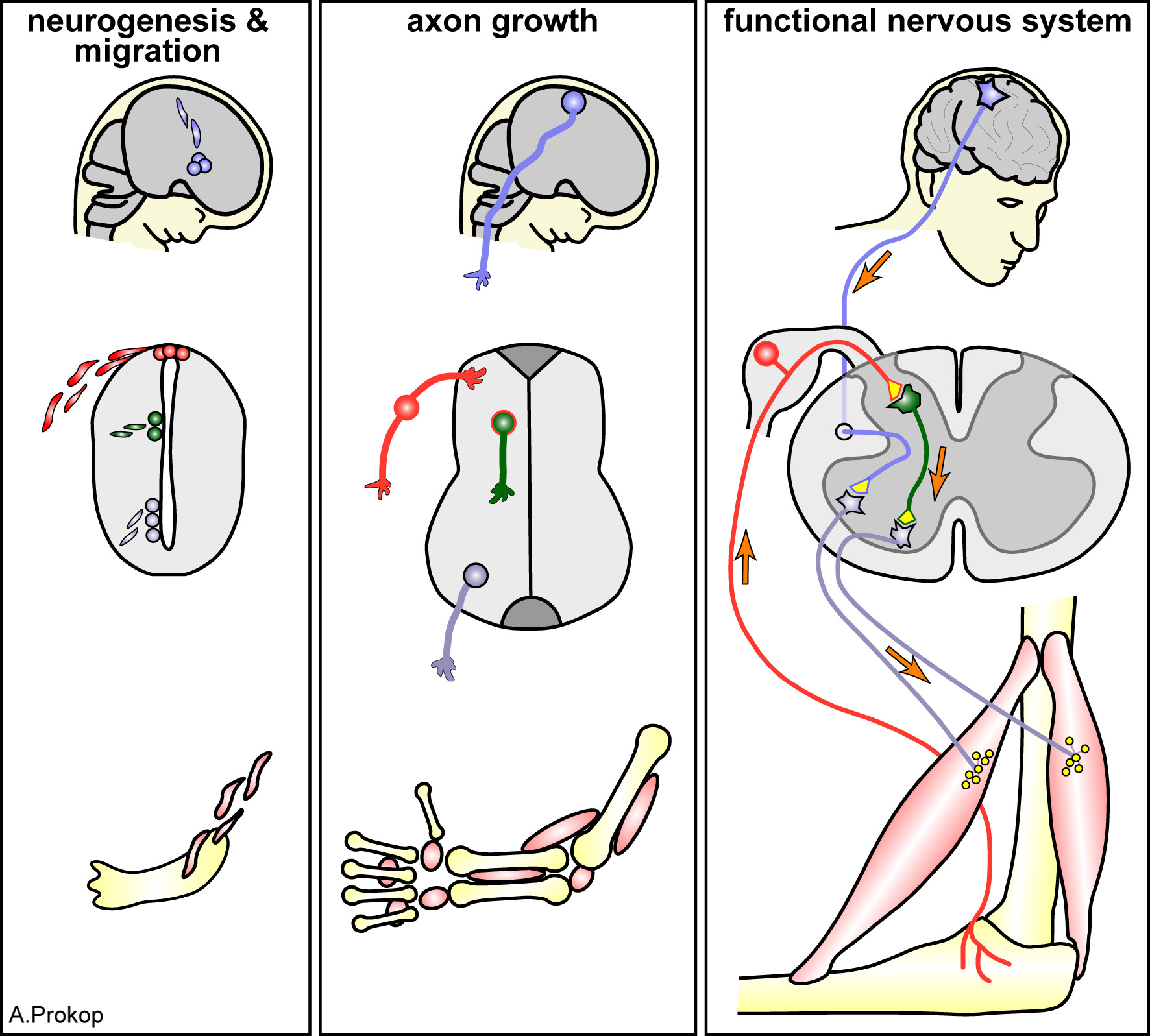 Manchester PhD position on neuronal development, ageing & degeneration ...
