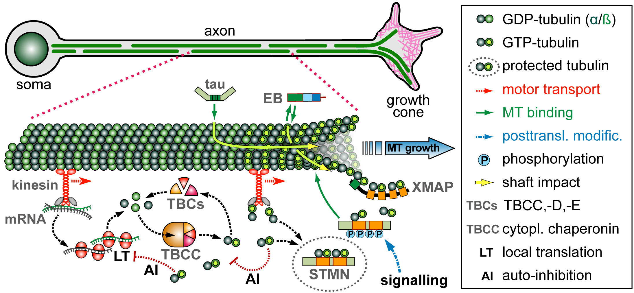 Manchester PhD position on neuronal development, ageing & degeneration ...