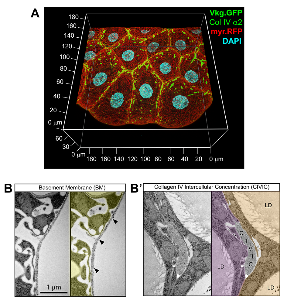 Adhesion and signaling by Collagen IV intercellular concentrations ...