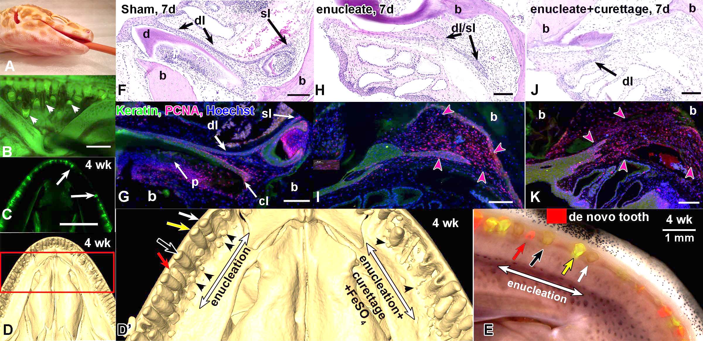 Postdoc to investigate the evolution and development of teeth in ...