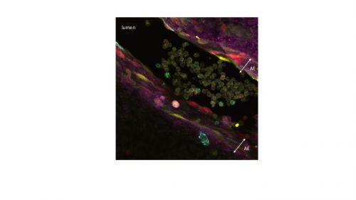 Christmas Confetti lights to understand the embryonic origins of blood ...